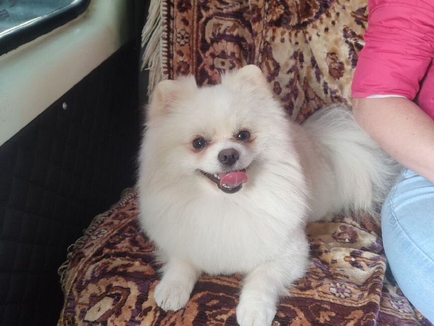 Шпиц белый вязка