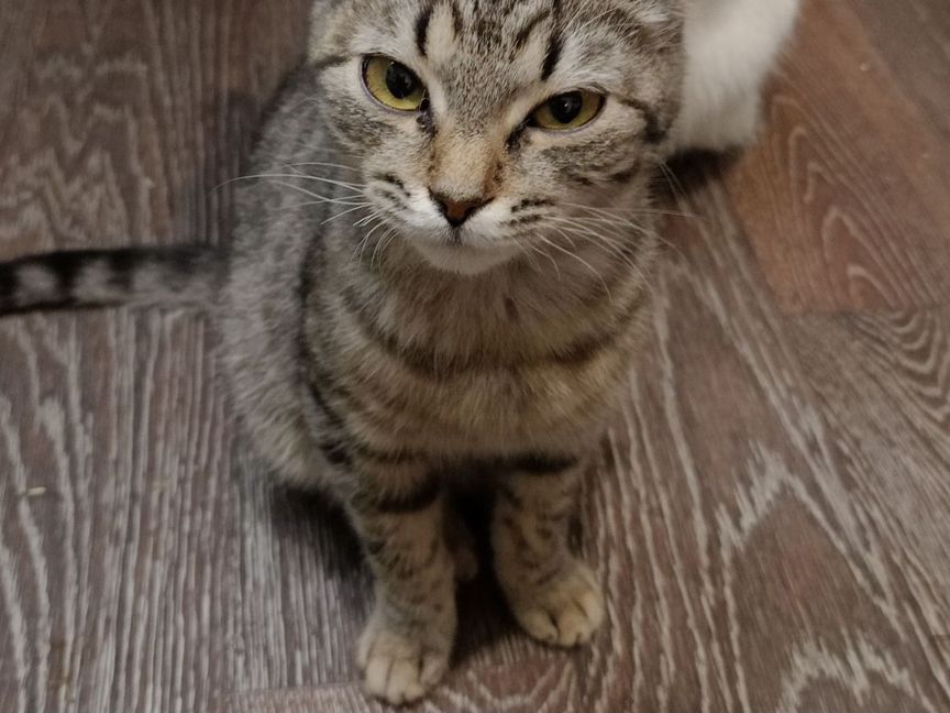 Котенок (Девочка-Бандитка)