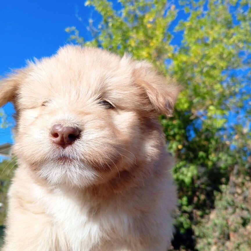 Щенок малорослой собаки