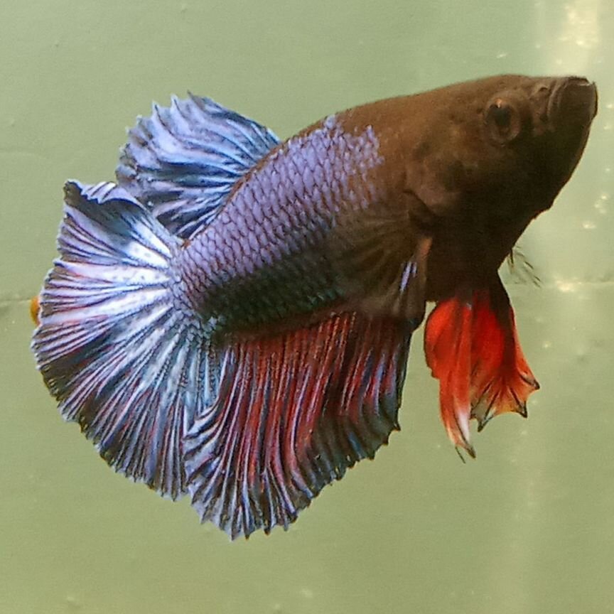 Рыбка петушок