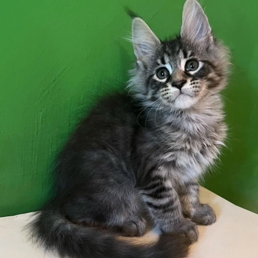 Котята мейн-кун