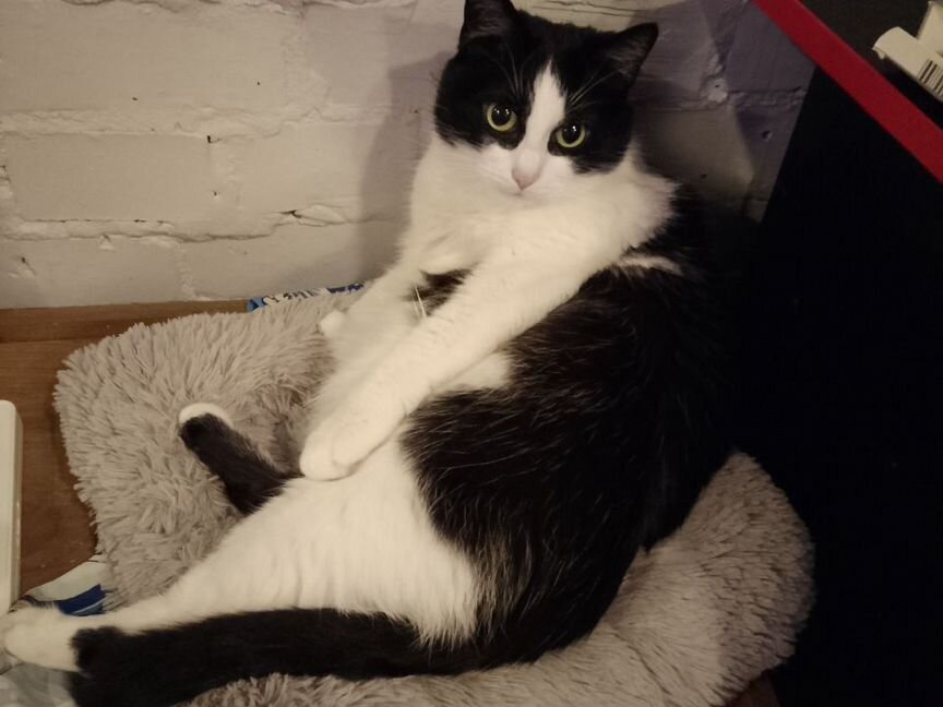 Отдам кошечку в добрые руки (с оплатой содержания)