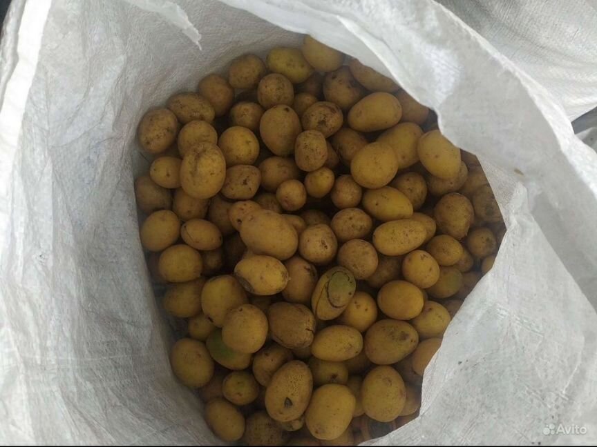 Картошка для скота