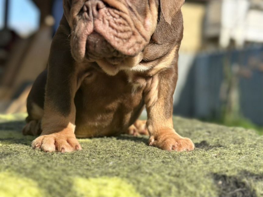 Английские бульдоги щенки