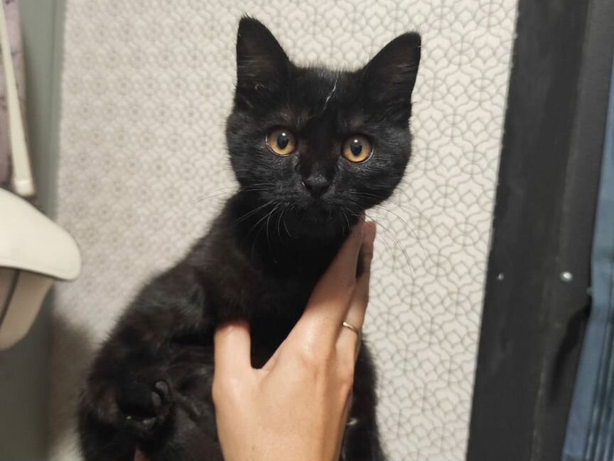 Котенок в добрые руки