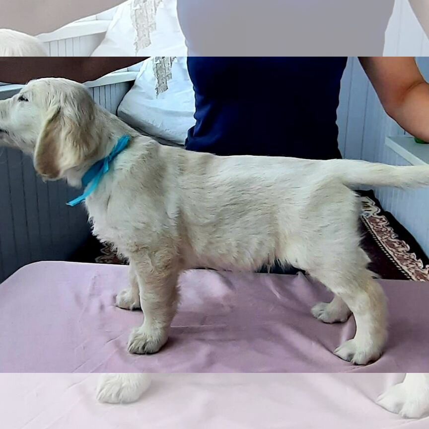 Золотистый ретривер, щенок