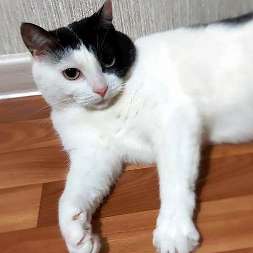 Ладочка, 2 года, без хвостика, ищет хозяев