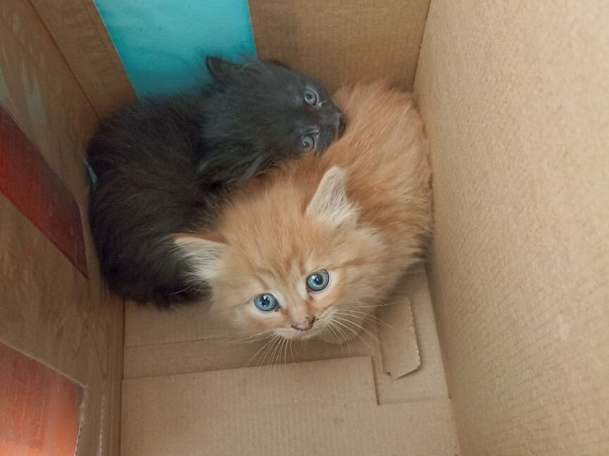 Котенок в дрбрые руки