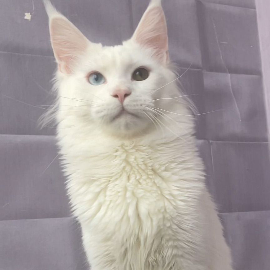 Мейн-кун, взрослый кот