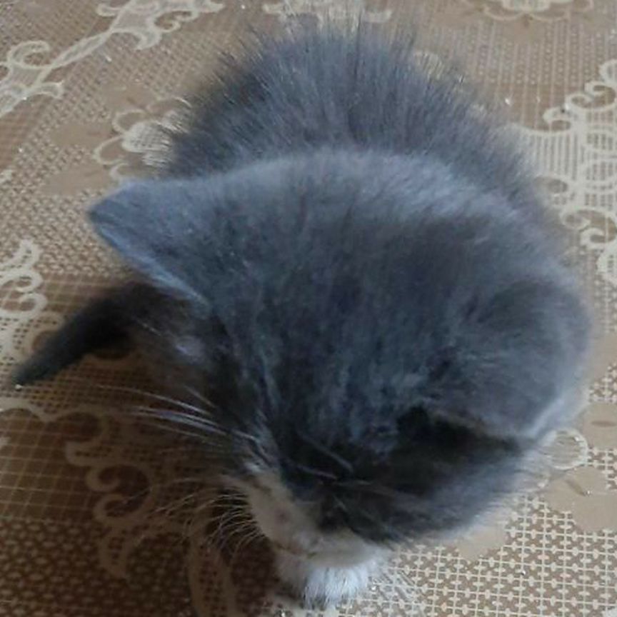 Серо-белый котёнок