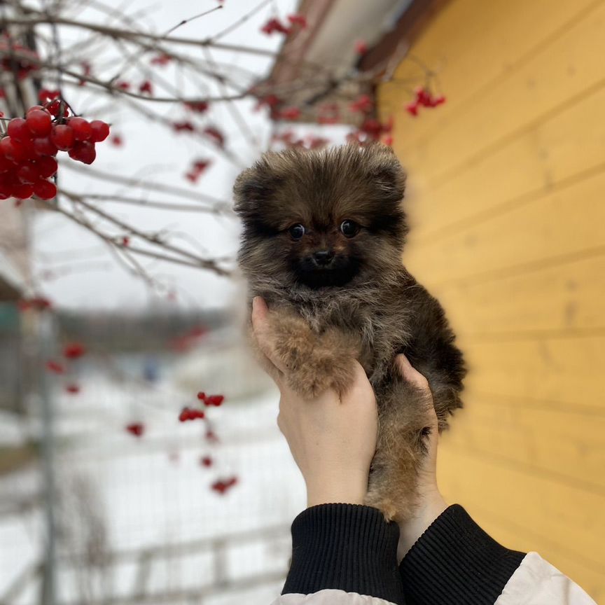 Мини шпиц девочка