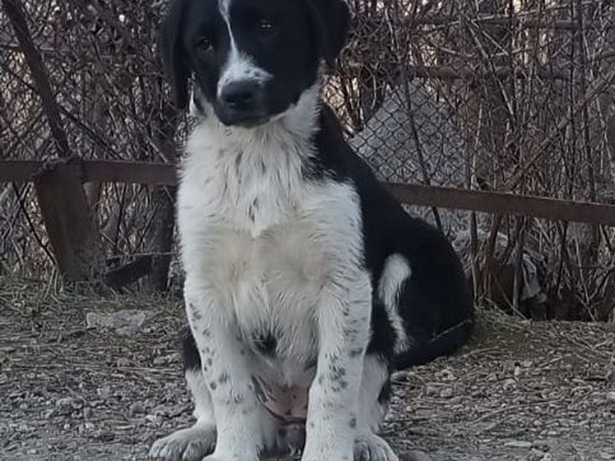 Щенок крупный ищет дом