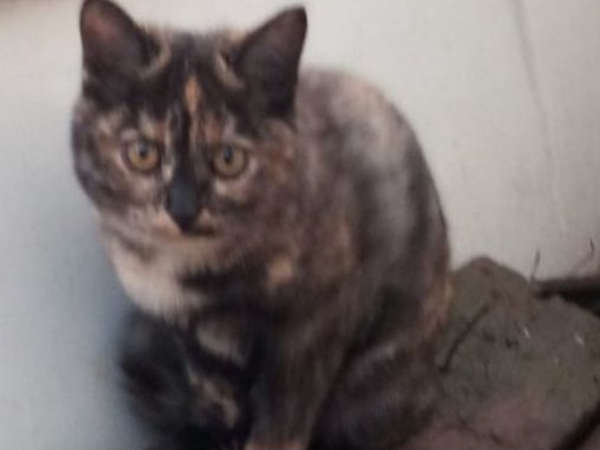 Котёнок в добрые ручки