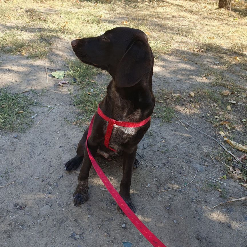 Щенок куцхаар