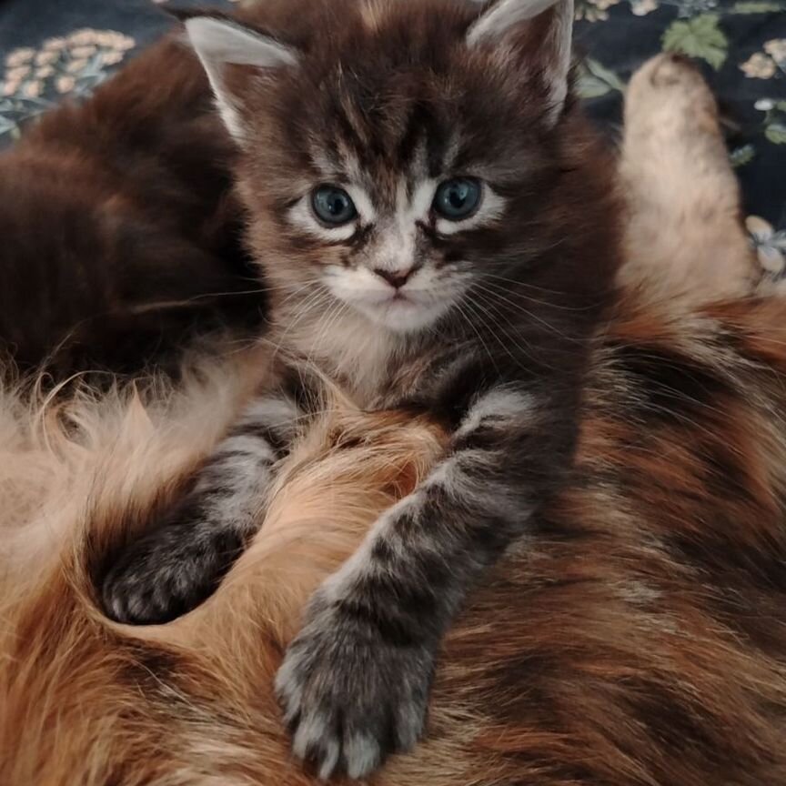 Мейн-кун котёнок