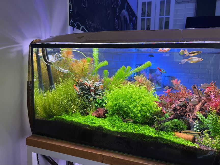 Прополка аквариумных растений