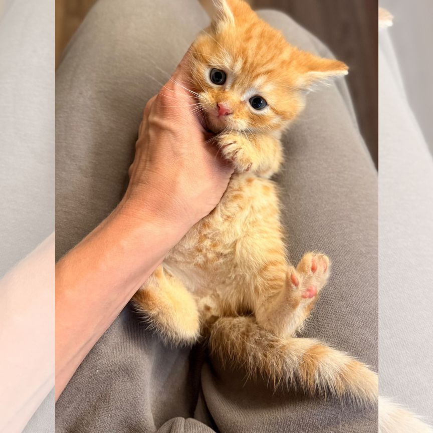 Котёнок в добрые руки