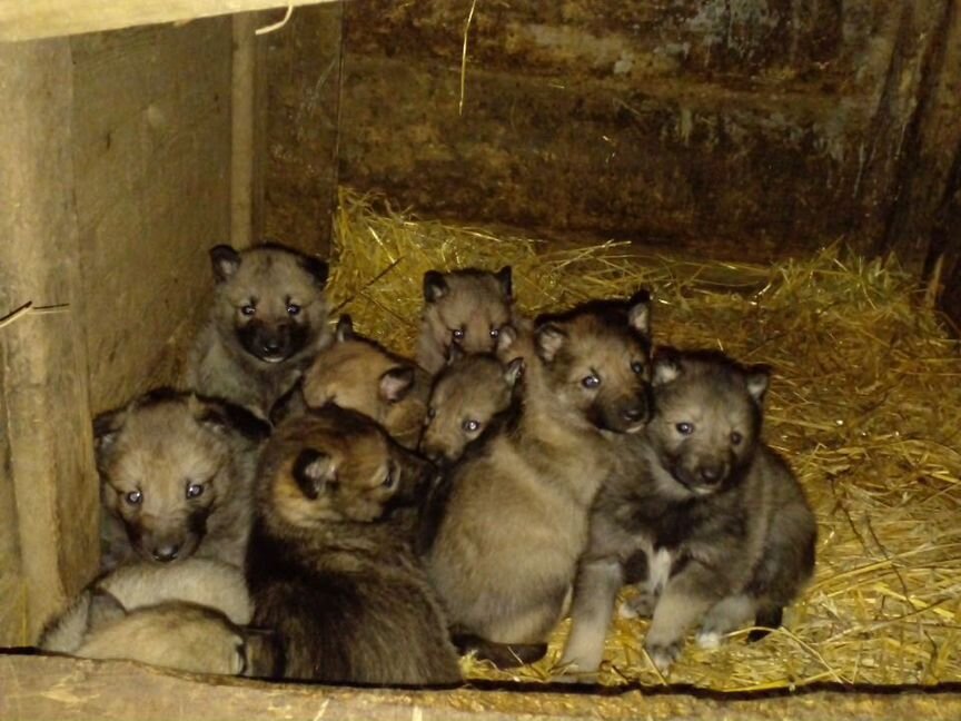 Щенки западно сибирской лайки