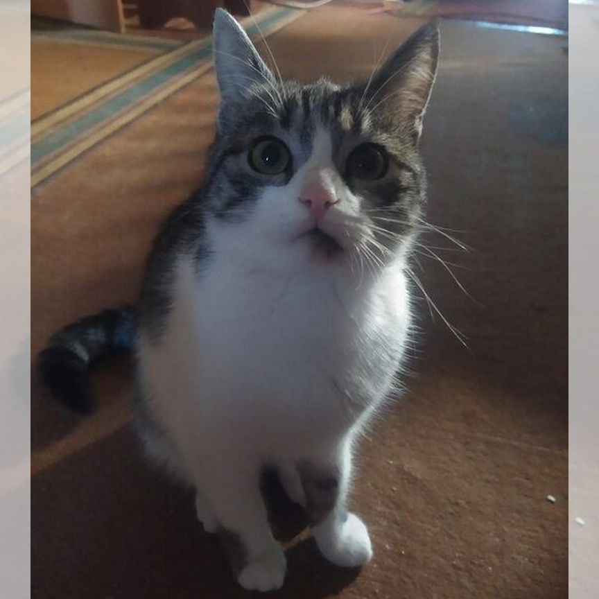 Взрослая, кошка в добрые руки