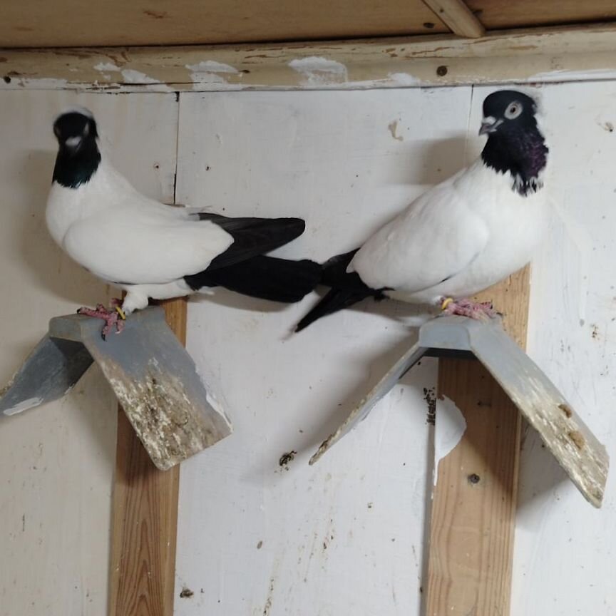 Продажа голубей