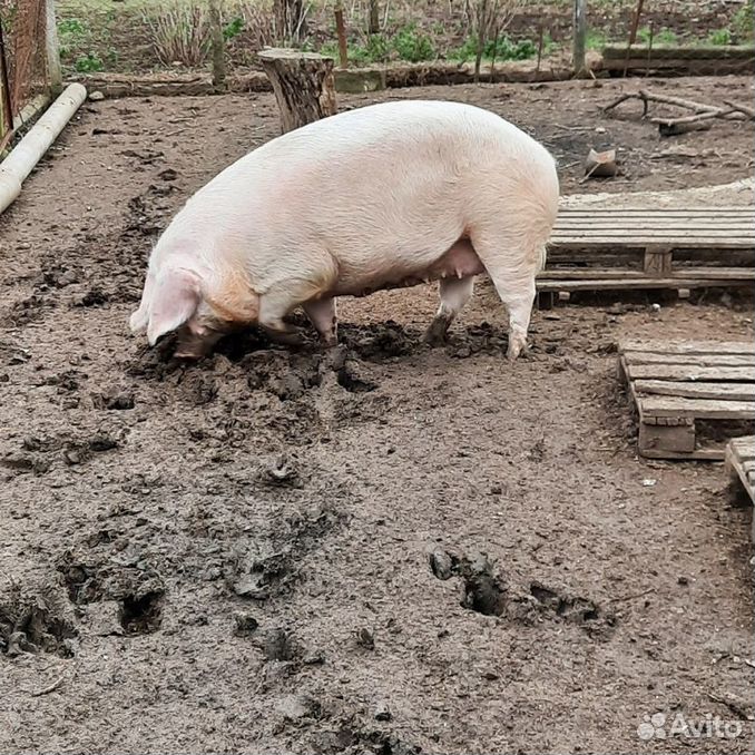 Продам свиней живым весом