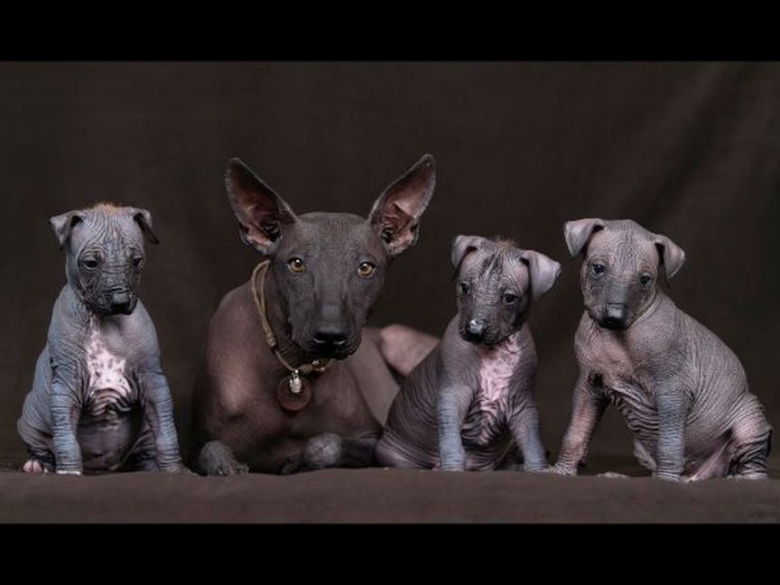 Щенки ксолоитцкуинтли