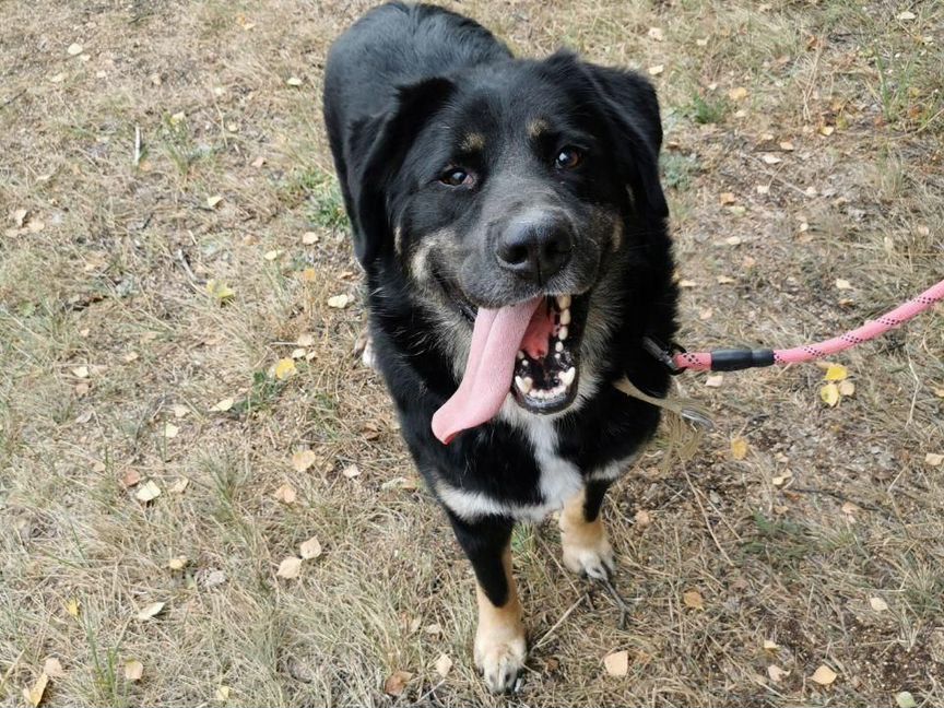 Молодой Фолд ждёт свою семью