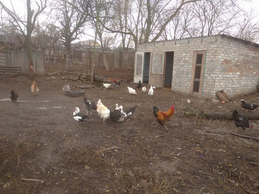 Петушки и утки