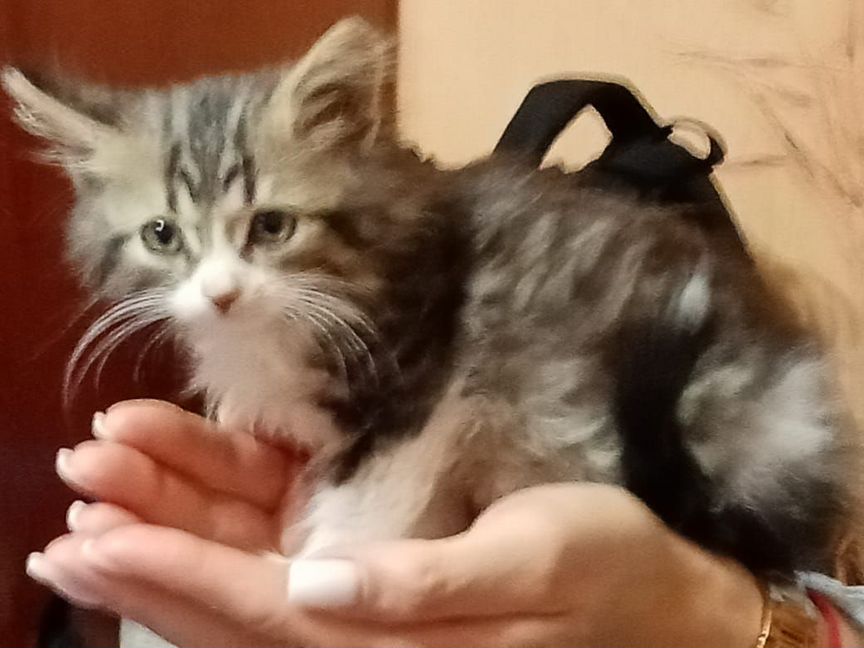 Котята бесплатно