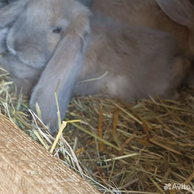 Кролик баран