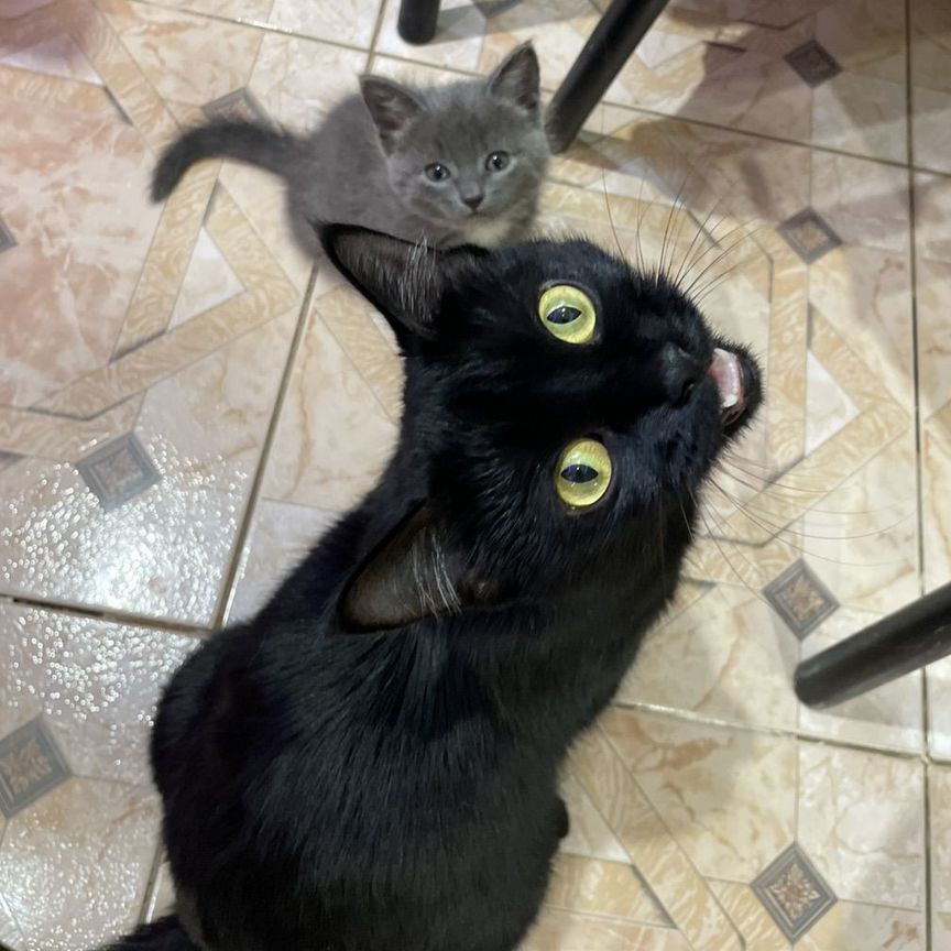 Эльф котёнок