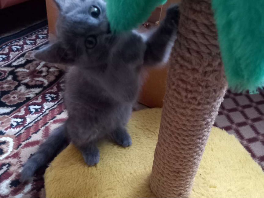 Котенок в добрые руки