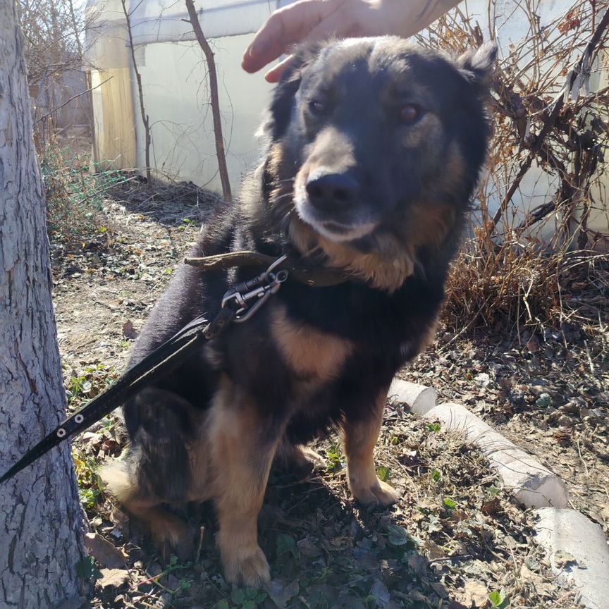 Немецкая овчарка, взрослый пёс