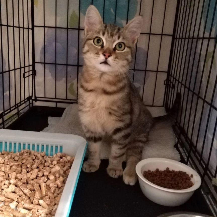 Котенок Леха