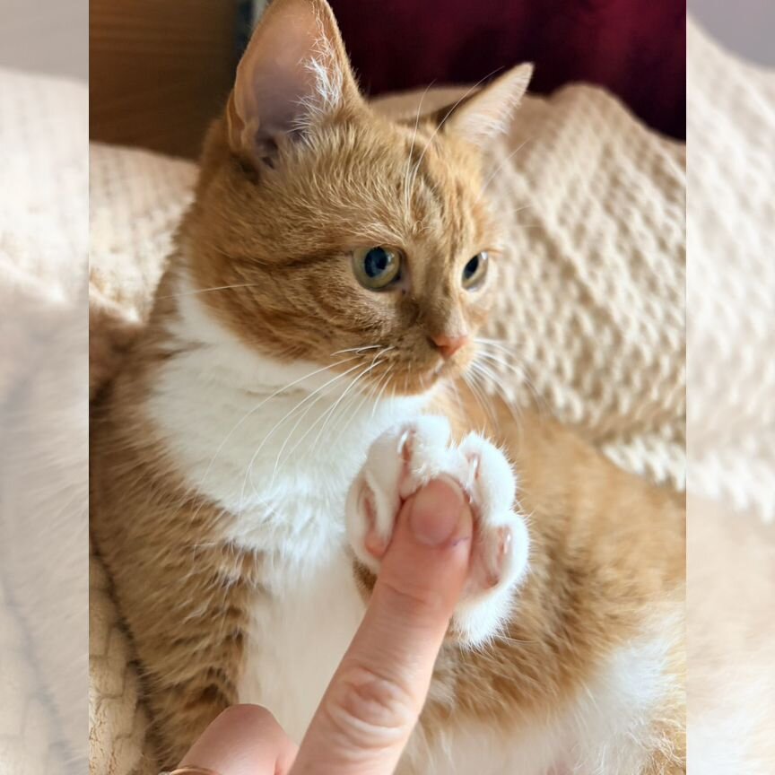 Взрослая, кошка в добрые руки