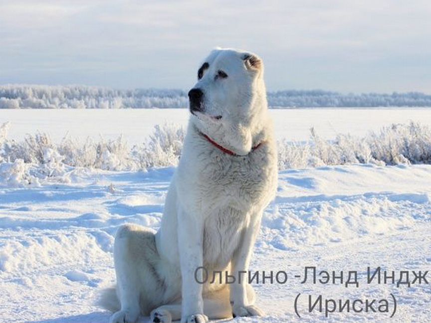 Щенки Туркменского Алабая