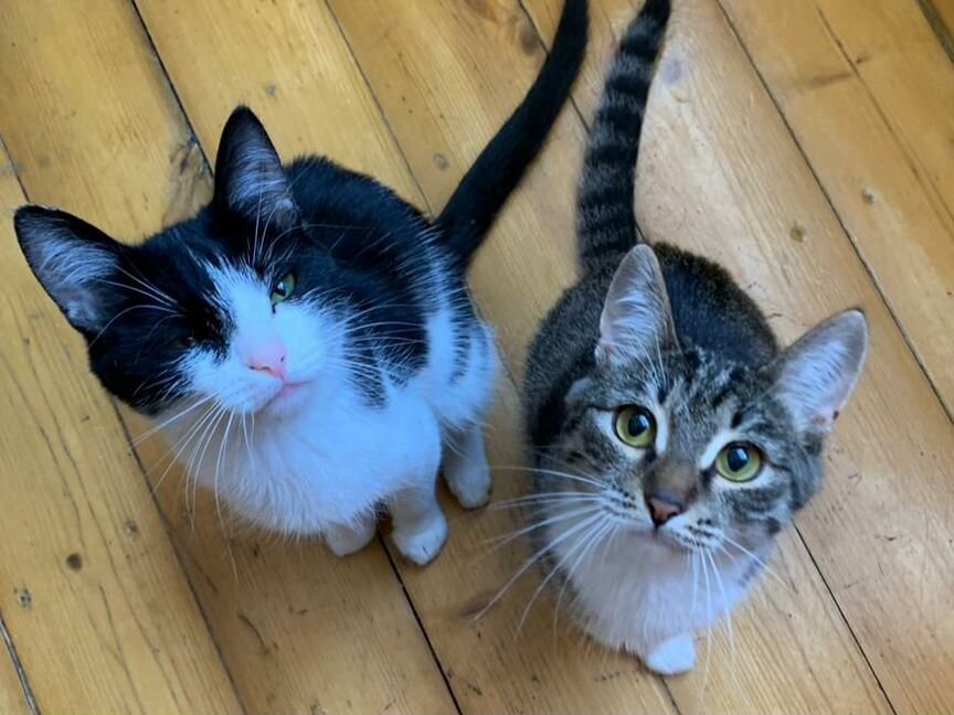 Кошки