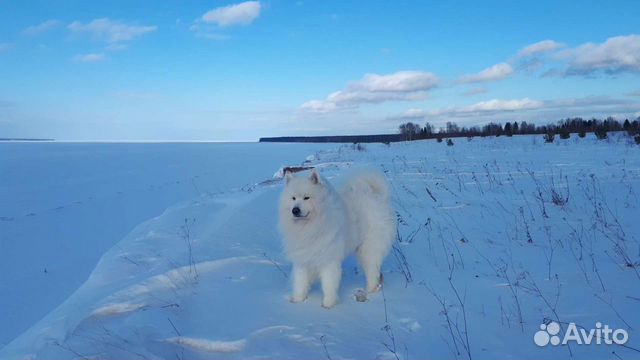 Собаки щенки