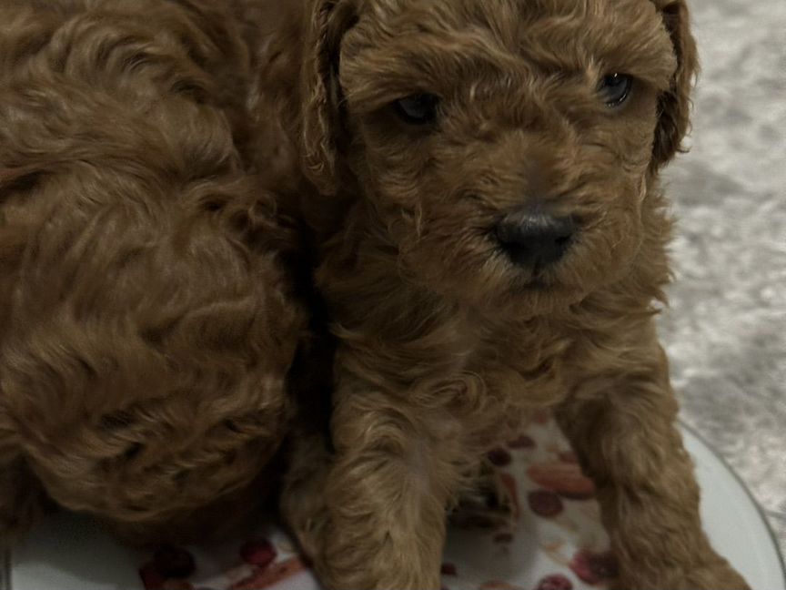 Той-пудель ред браун щенки