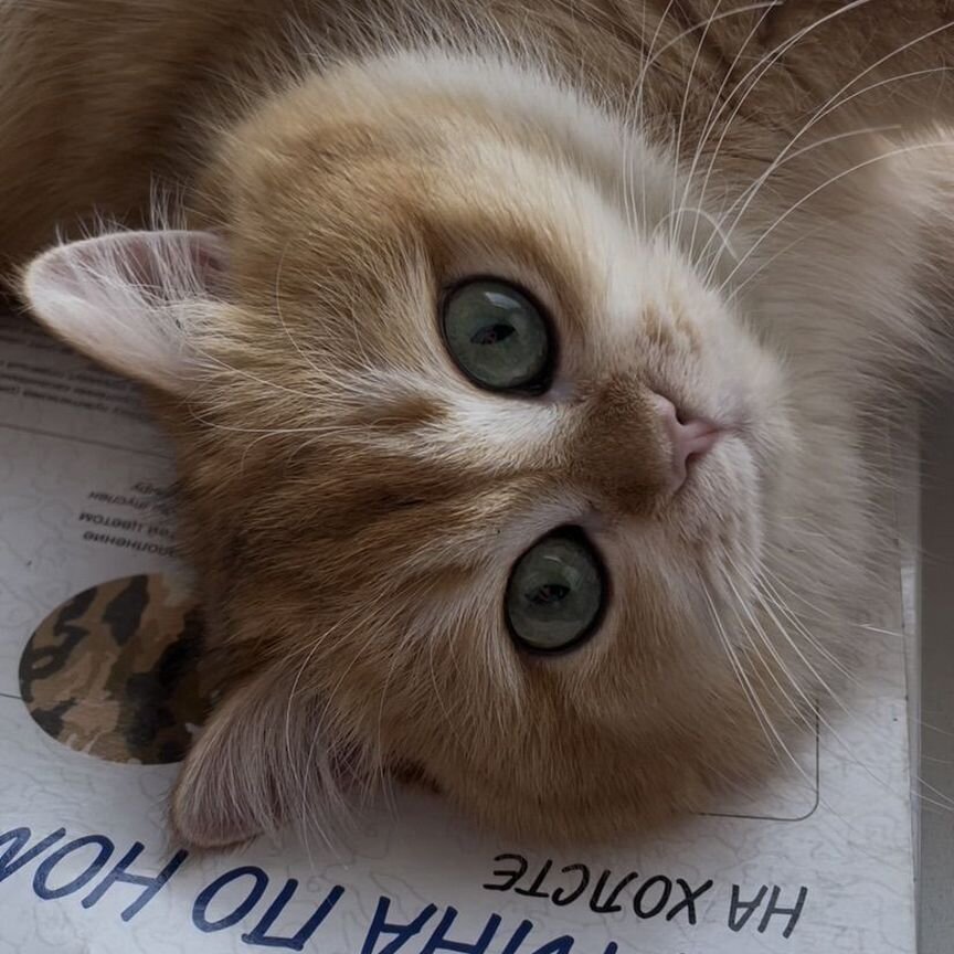 Британский короткошёрстный котёнок