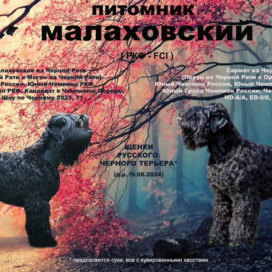 Щенки Русского черного терьера