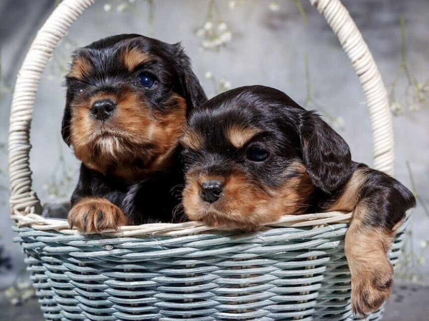 Кавалер кинг чарльз спаниель