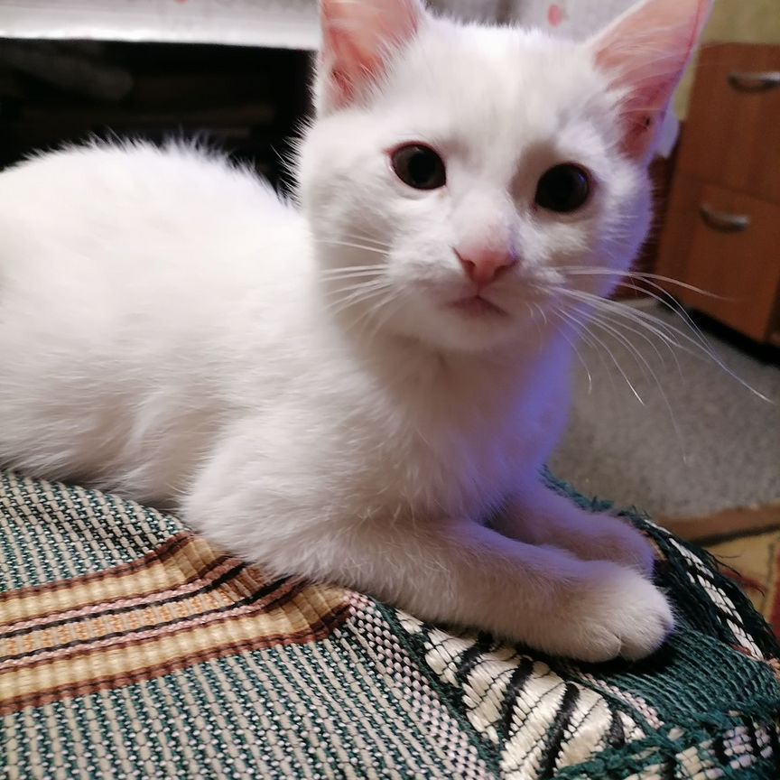 Кошечка от крысоловки