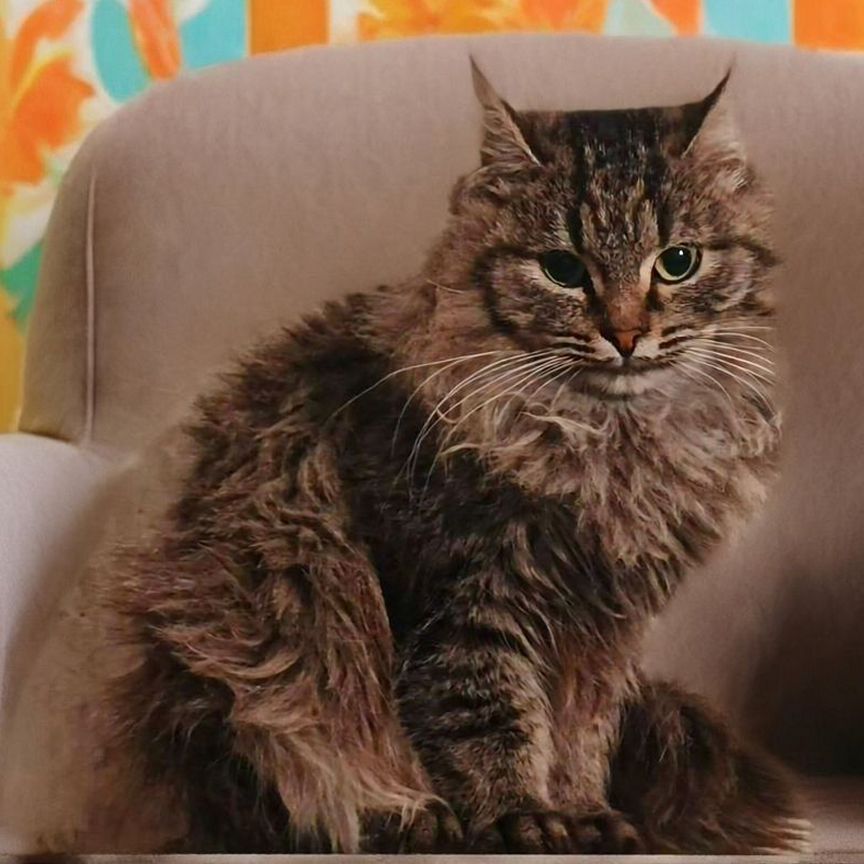 Взрослый кот в добрые руки