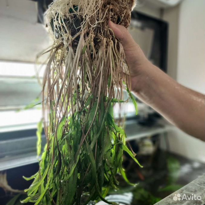 Криптокорина (прополка аквариума)