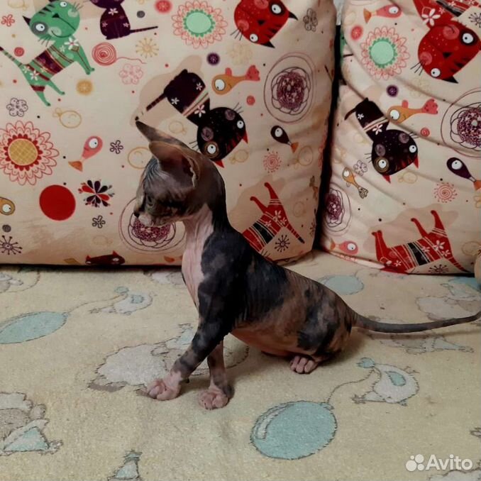 Продаю котёнка сфинкс девочка