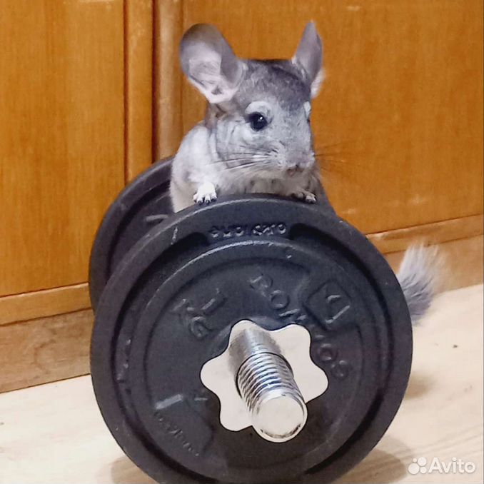 Британская шиншилла