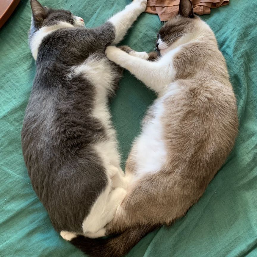 Взрослый кот в добрые руки