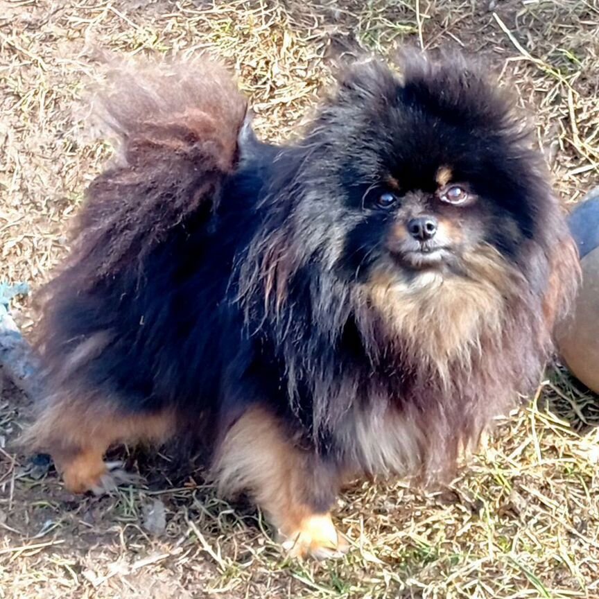 Шпиц девочка подрощенная