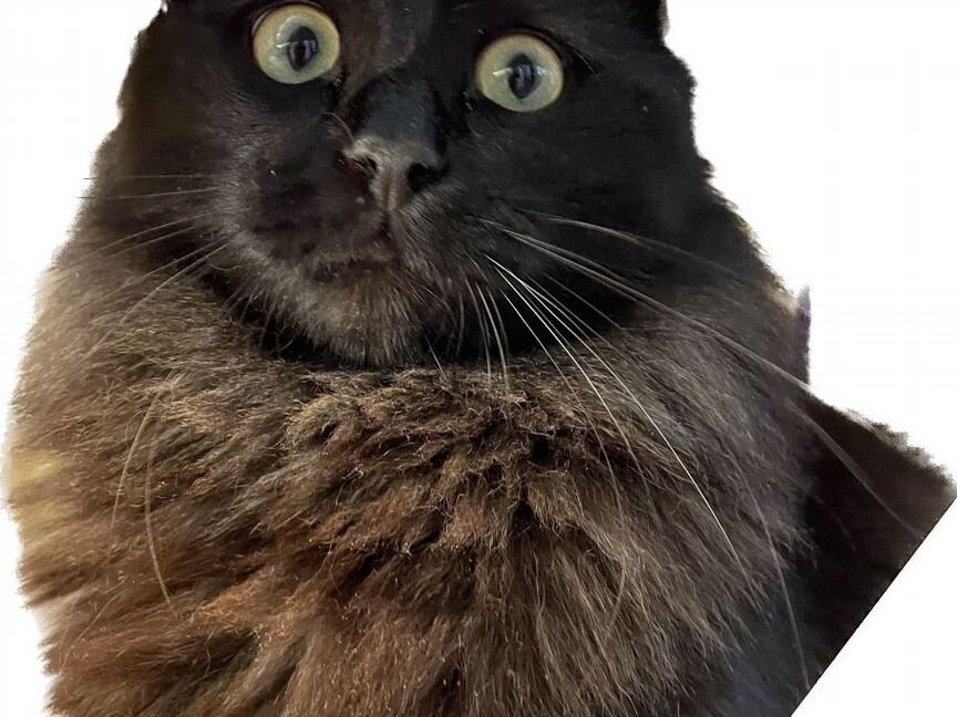 Кот Чернышевский